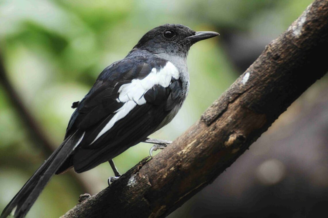 Jenis Burung Murai: Kenali Perbezaan dan Cara Penjagaan